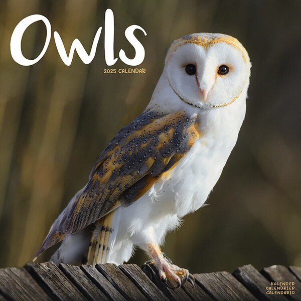 Calendar 2025 Owls | FAVI.ro