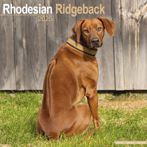 Calendar 2025 Rhodesian Ridgeback | FAVI.ro