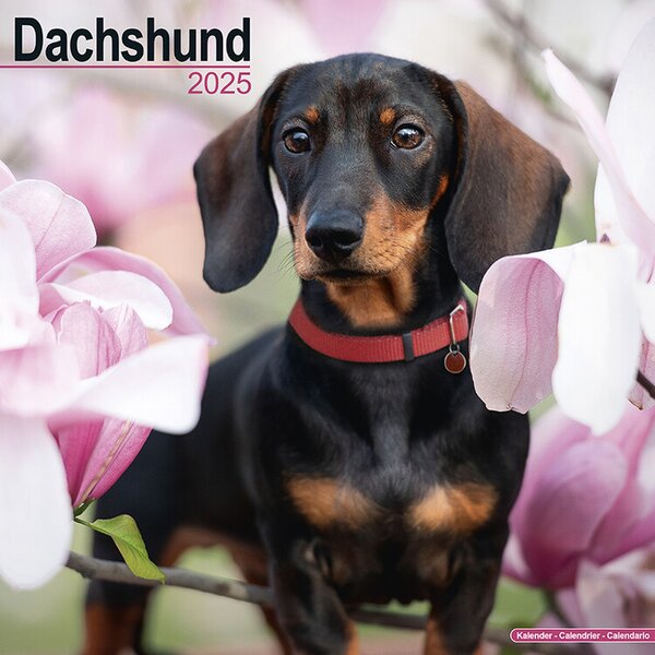 Calendar 2025 Dachshund | FAVI.ro